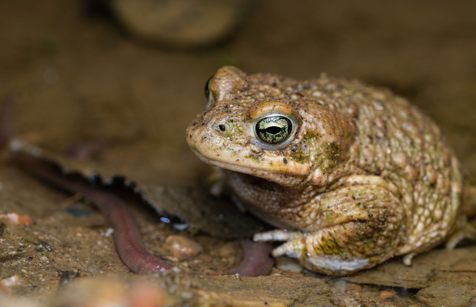 20 of the most misunderstood animals on Earth