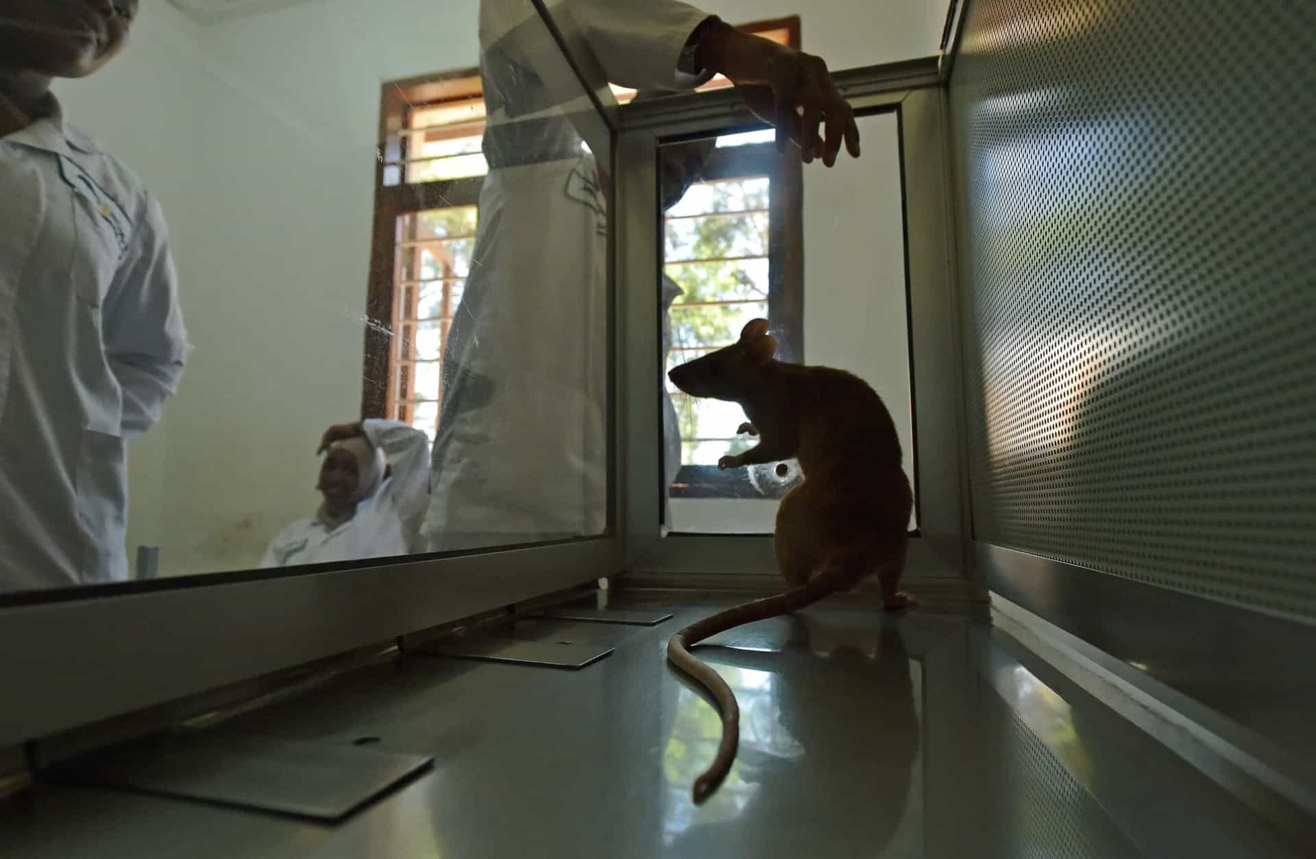 Genius animals with amazing jobs