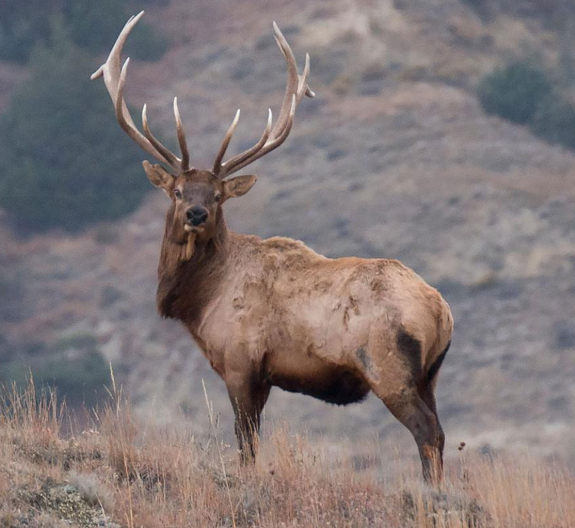 Deer application deadline approaches, free fishing weekend