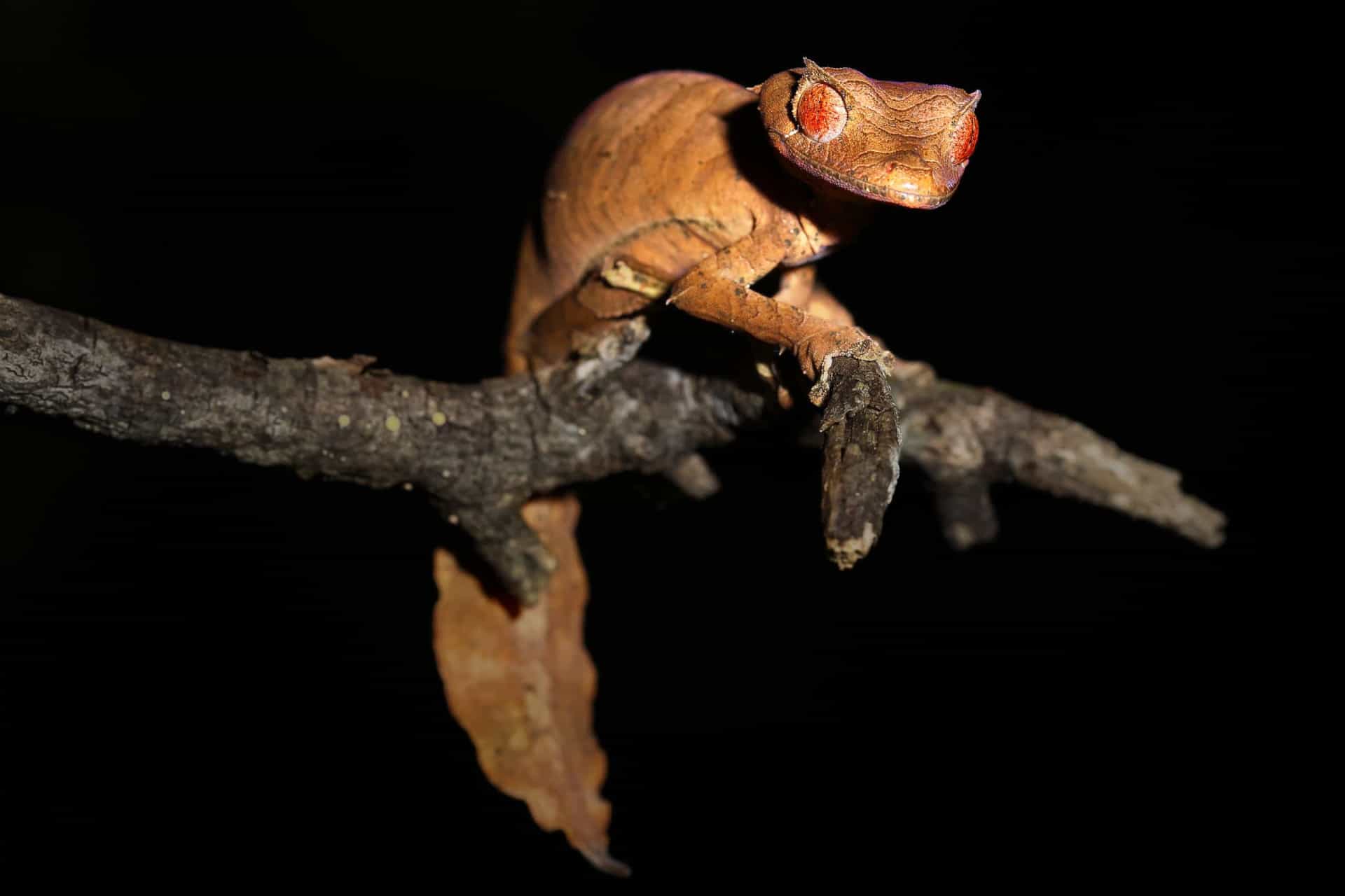 Weird and wonderful cold-blooded wildlife