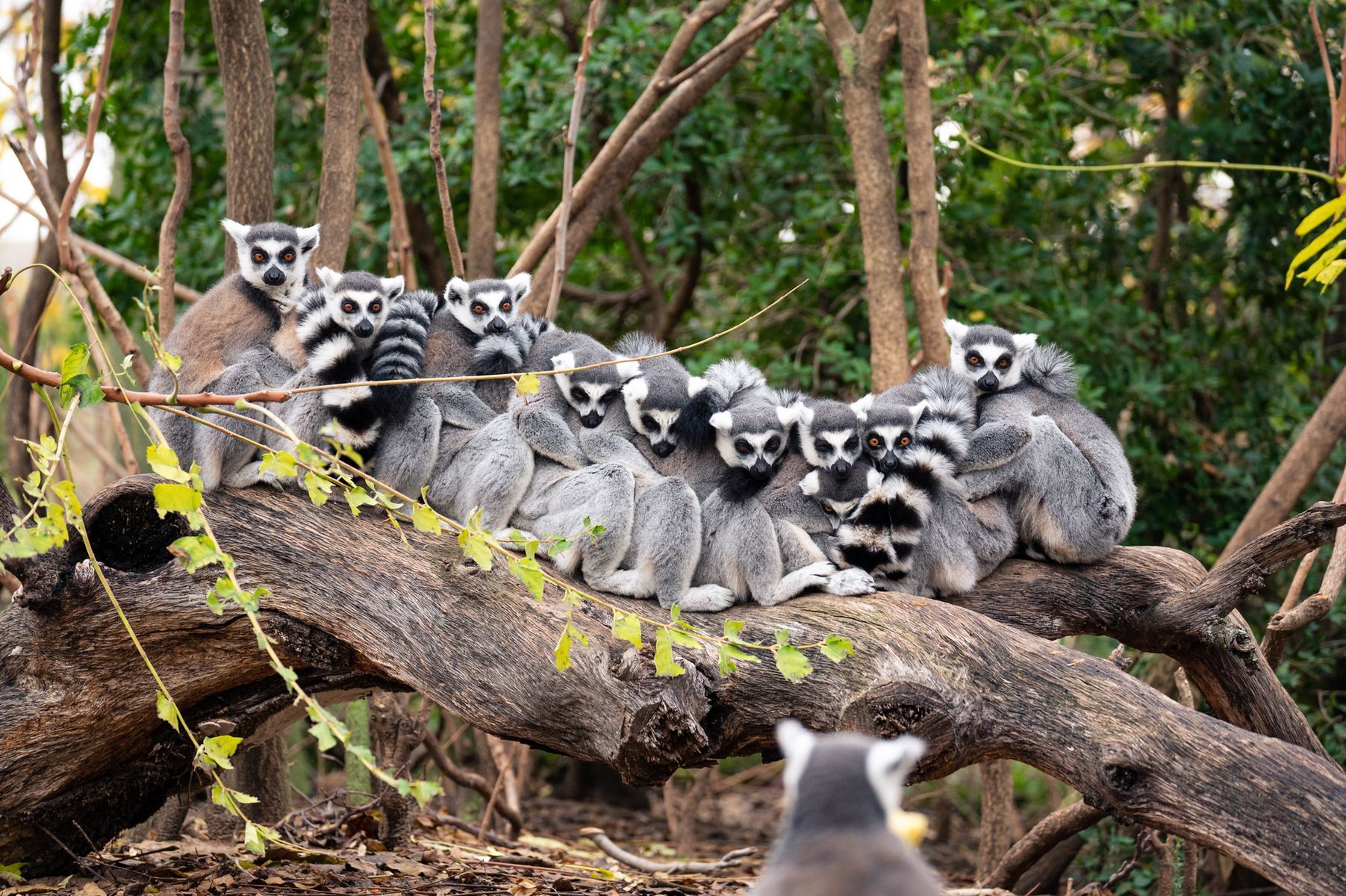 15 facts about the lemurs of Madagascar