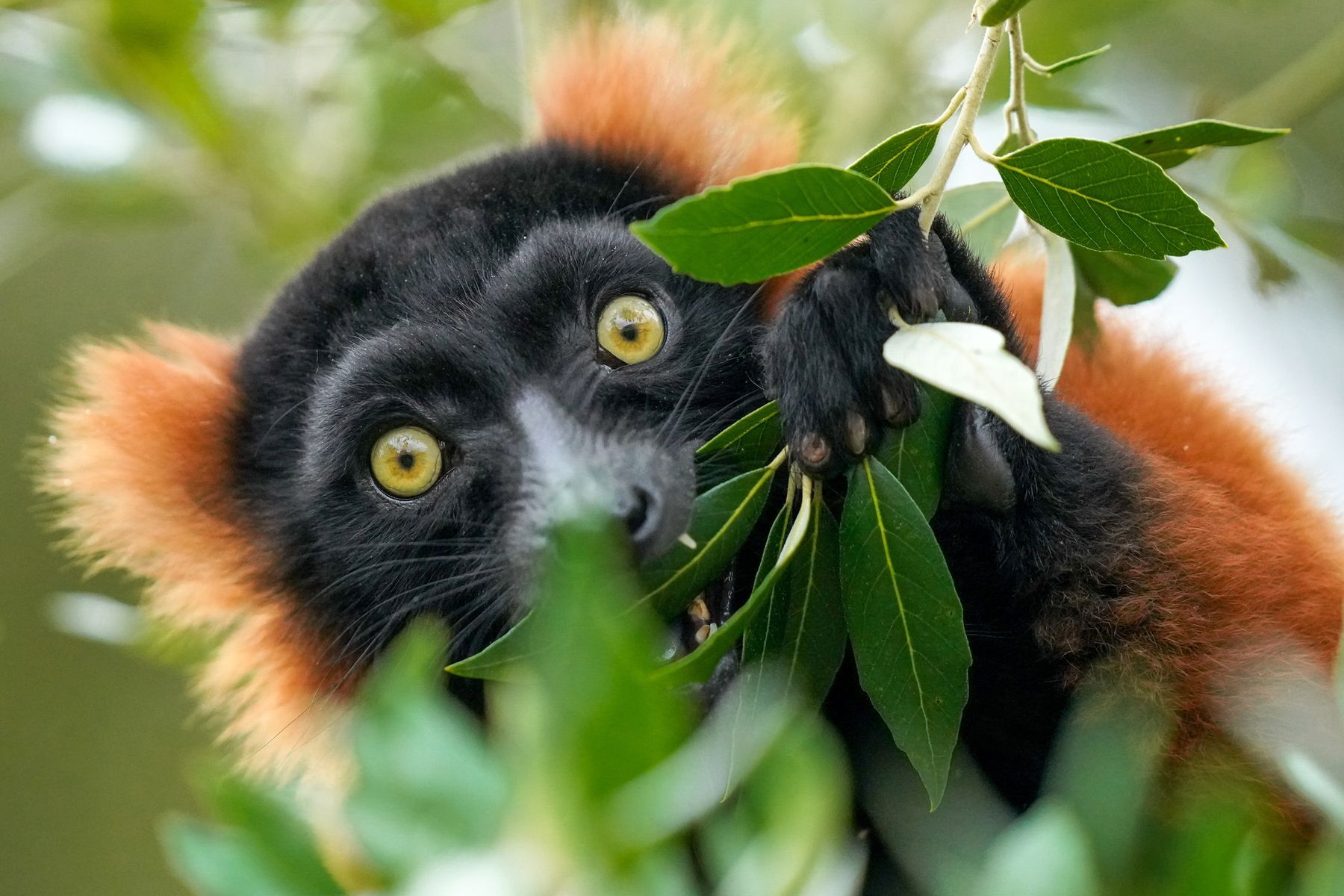 15 facts about the lemurs of Madagascar
