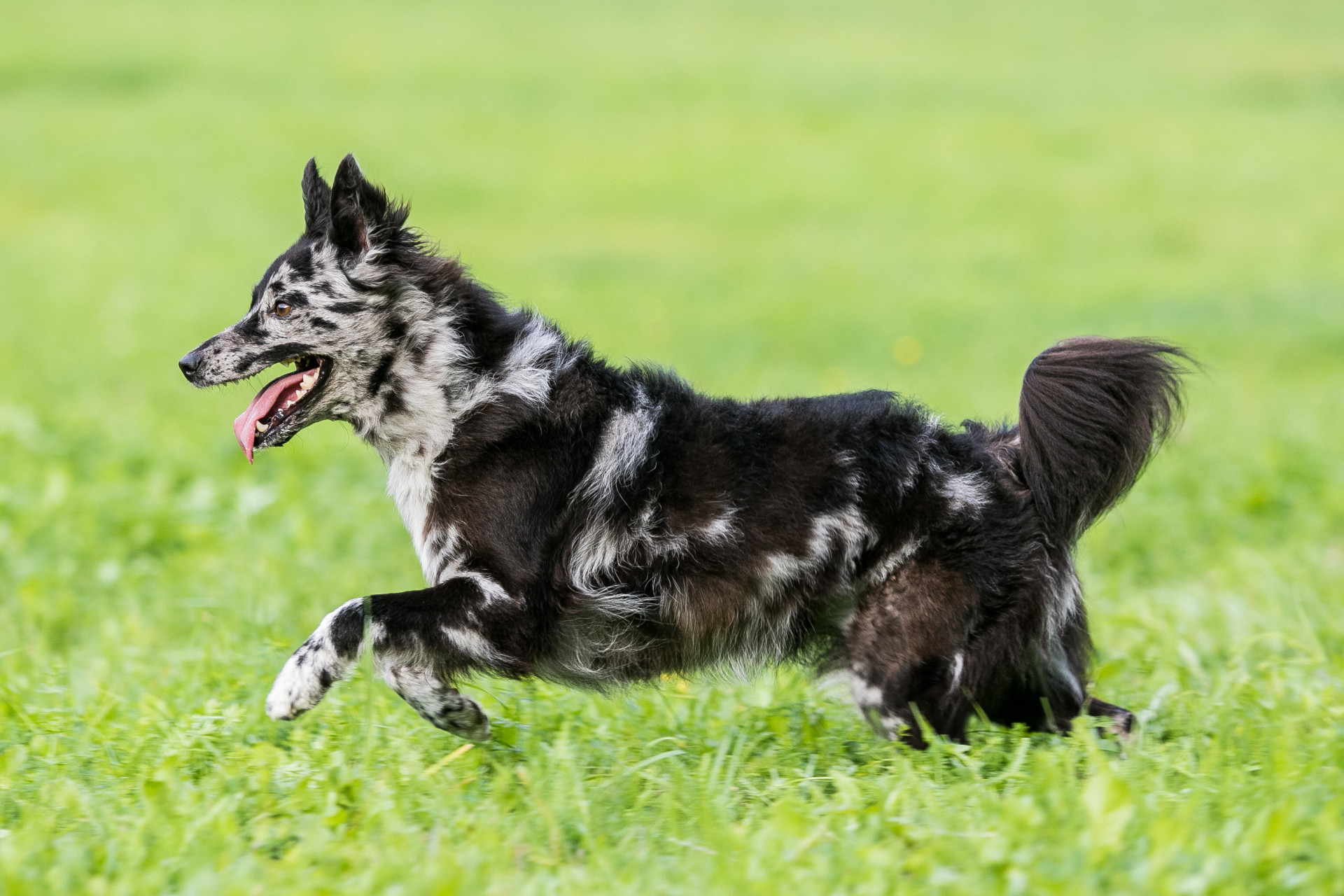 Dog Breeds With Seriously Bizarre Features