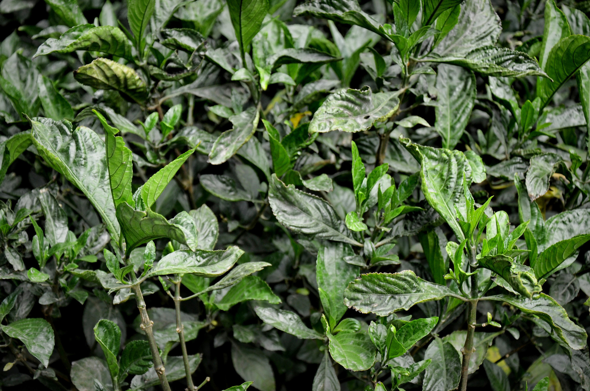 The most dazzling natural dyes of the ancient world