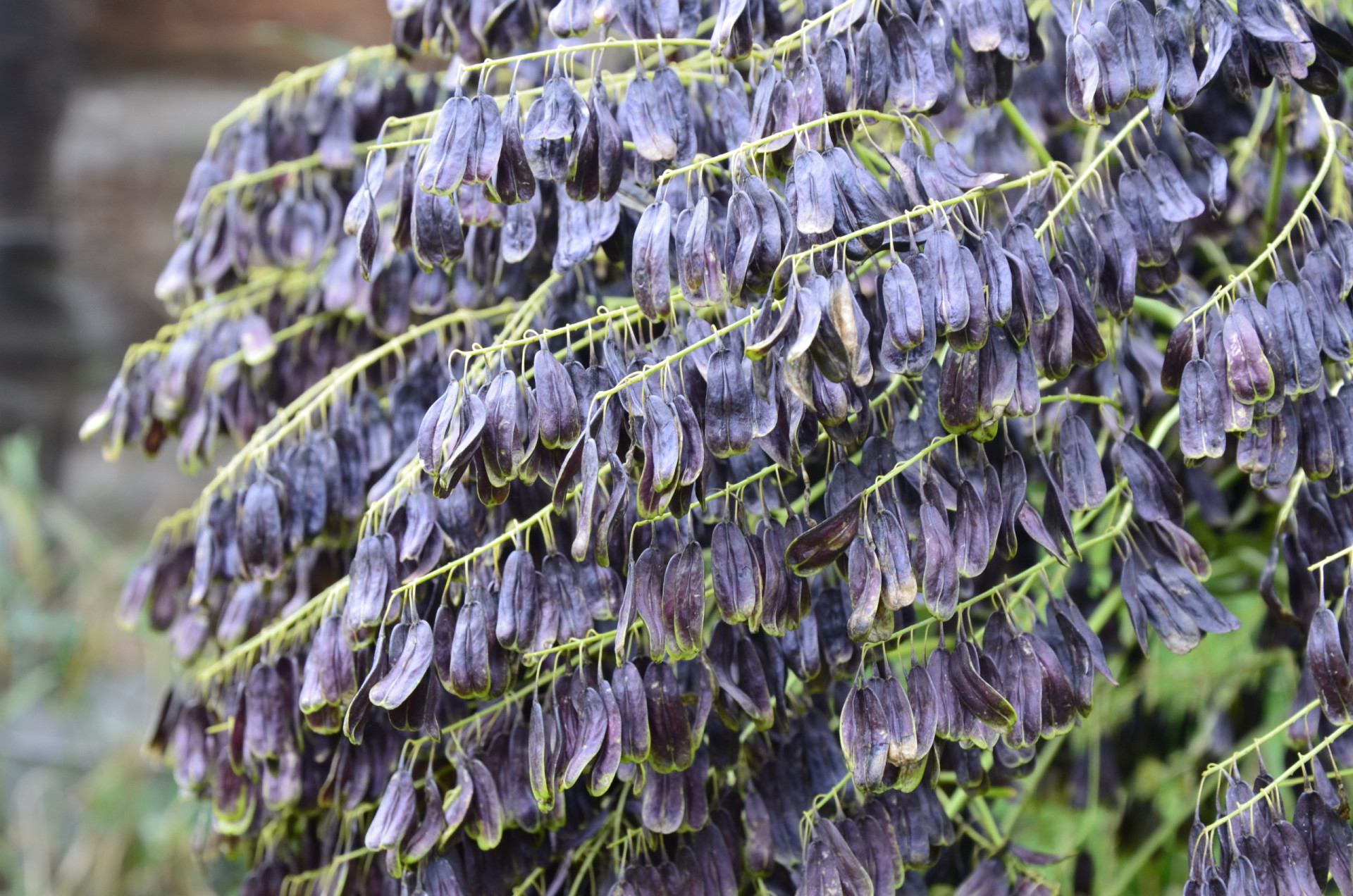 The most dazzling natural dyes of the ancient world