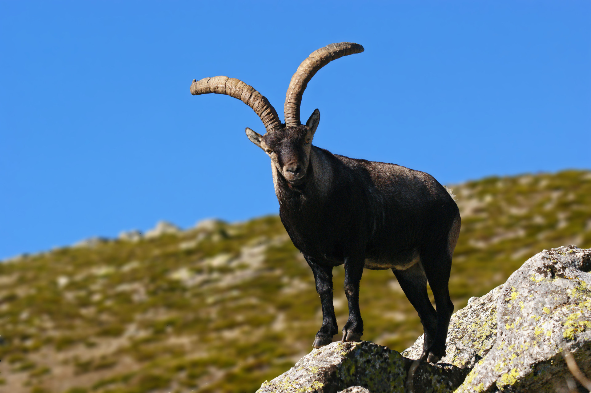 Lost animal species that returned from extinction