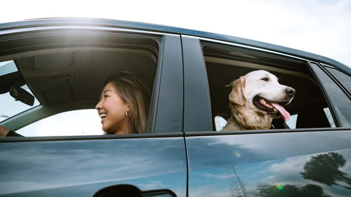 Here’s why Pets at Home stock topped the FTSE 250 today (then didn’t)