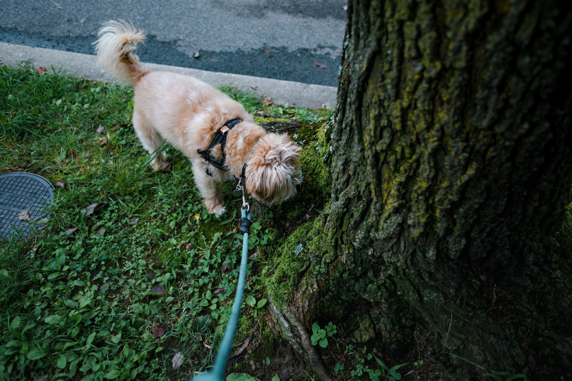 Common human behaviors that dogs dislike