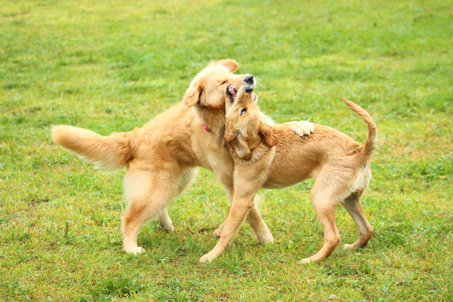 Things humans do that dogs hate