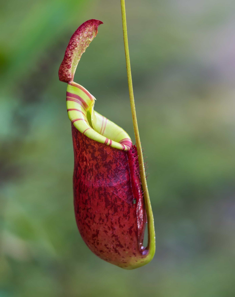 Nature's deadliest assassins