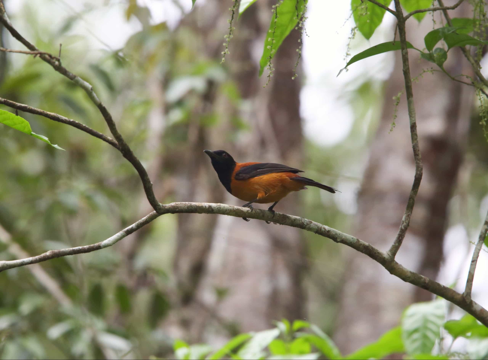 Nature's deadliest assassins