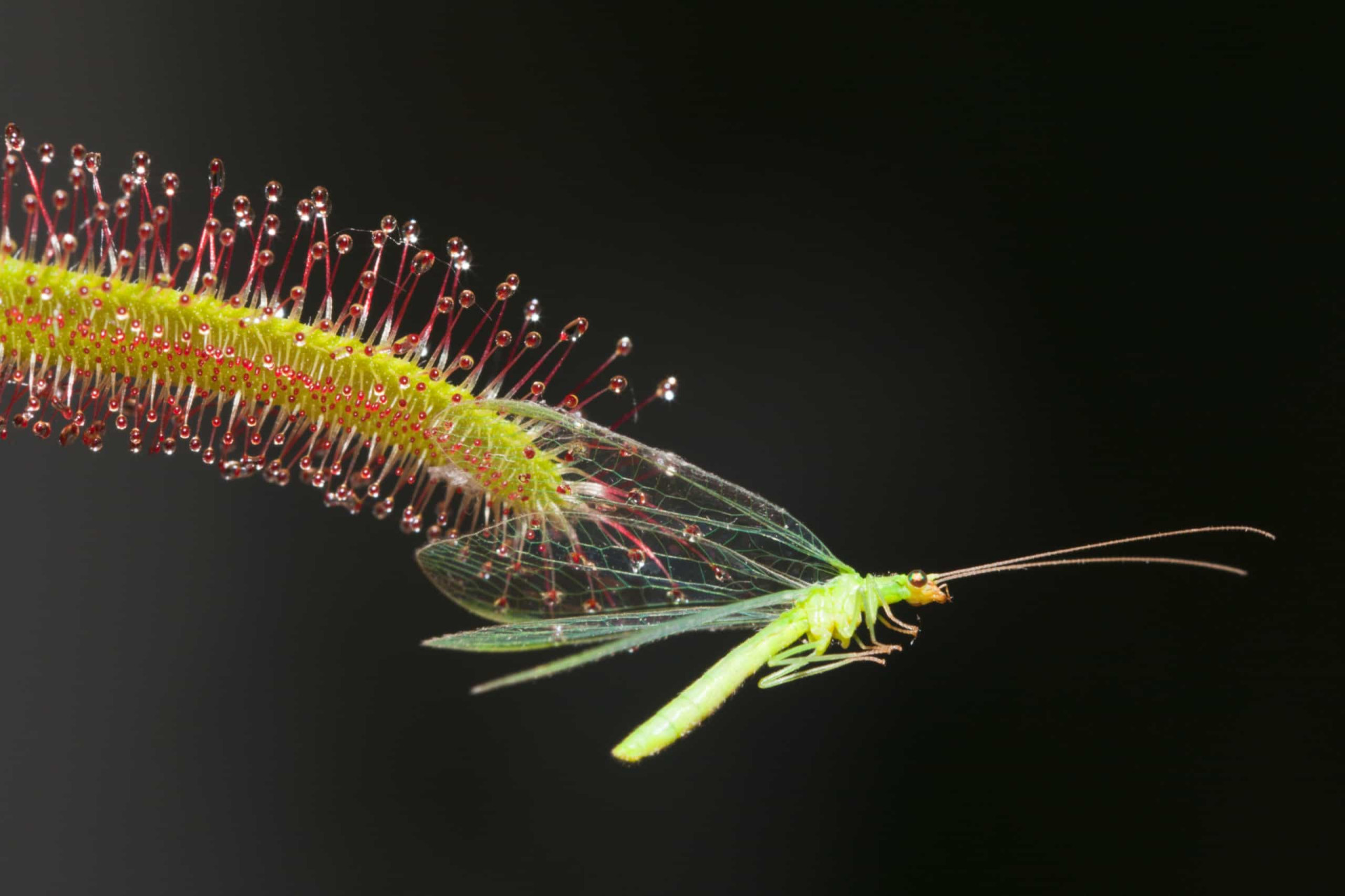 Nature's deadliest assassins