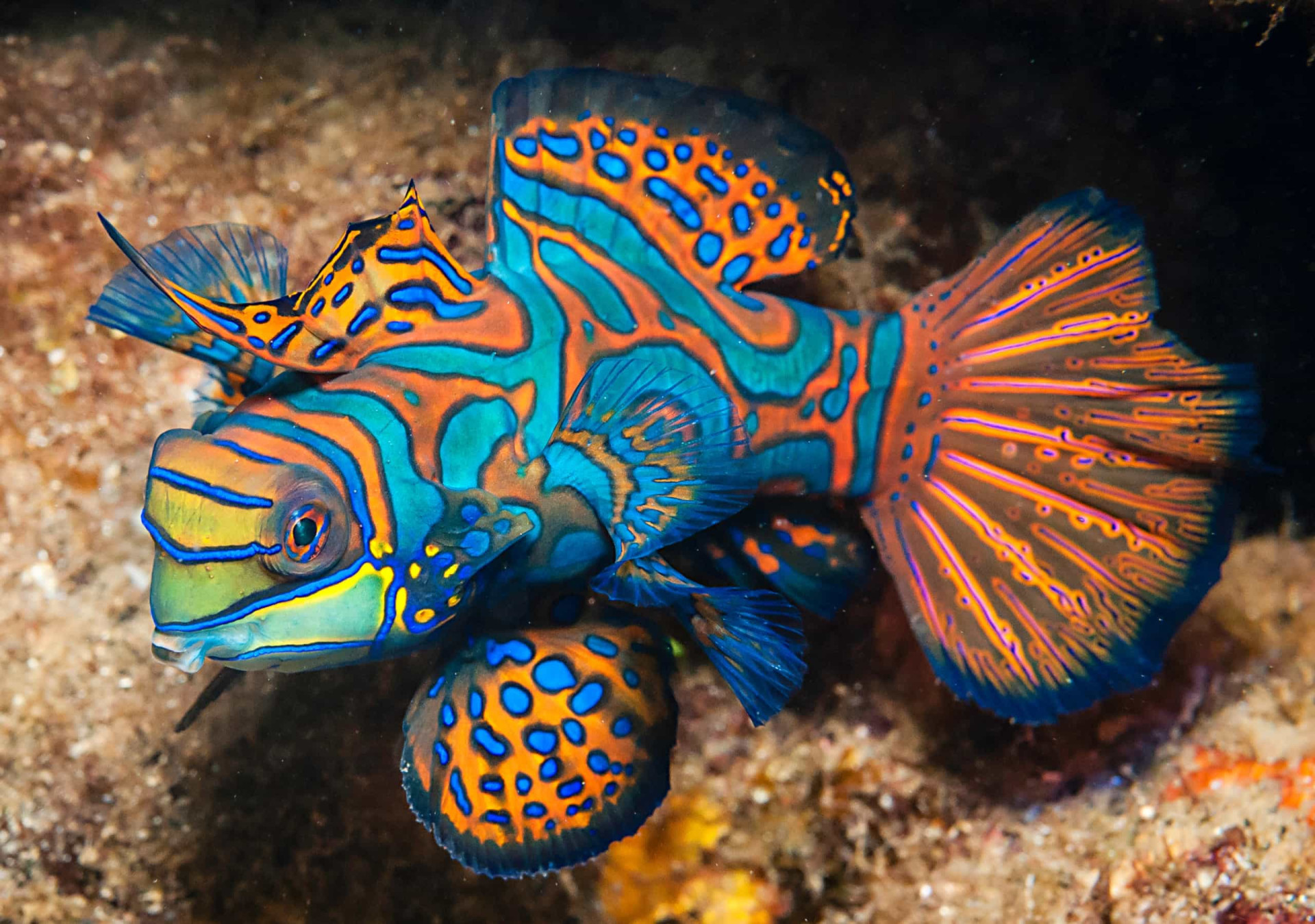 Les plus belles créatures des océans