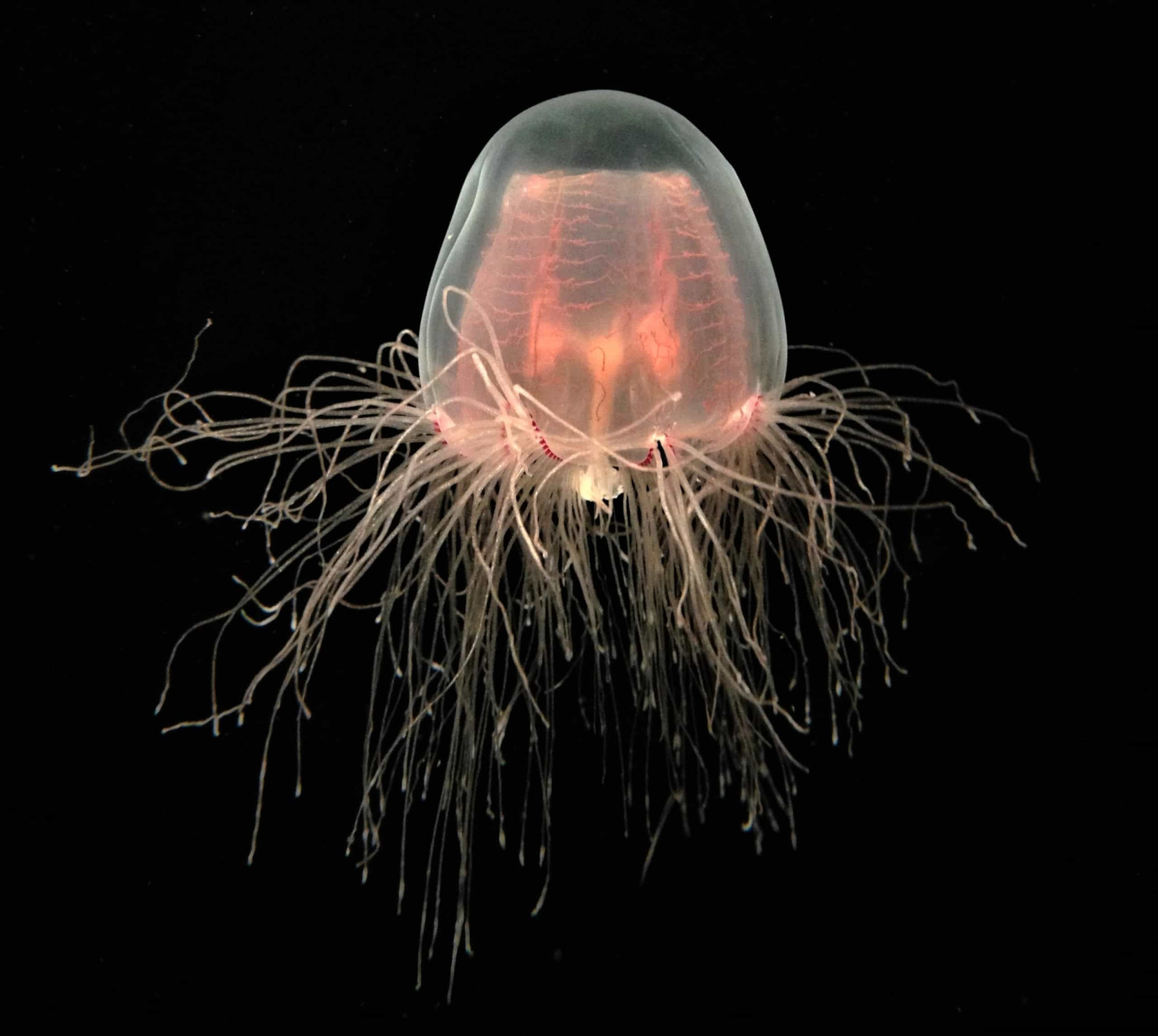 Les plus belles créatures des océans