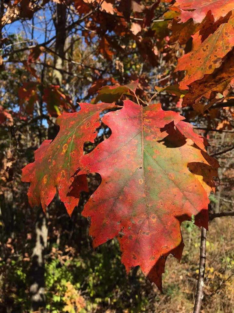 Iowa Fall Colors- 10 Places to Enjoy Fall Foliage in Iowa