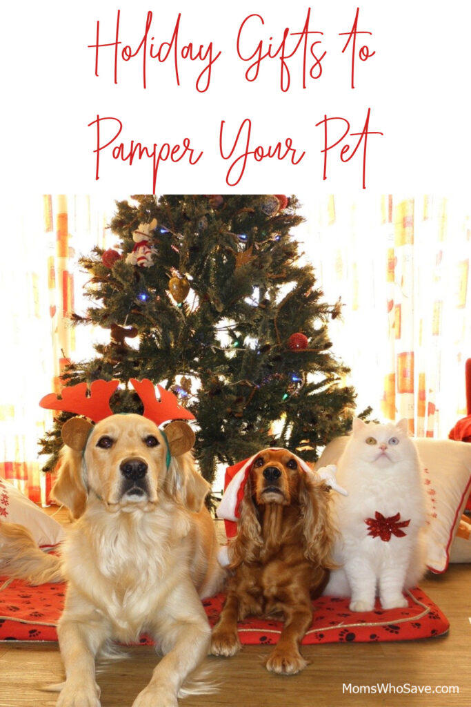Don't Forget Your Pets:10 Gift Ideas for Your Furry Friends