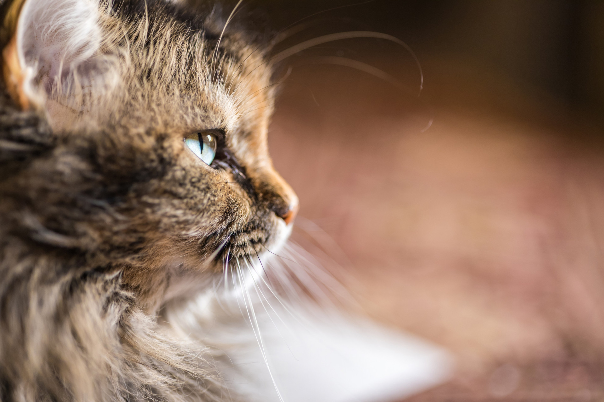 30 infos étranges et inimaginables sur les chats