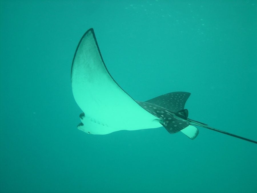 Encontro com 'gigante': maior espécie de raia do mundo aparece no ...