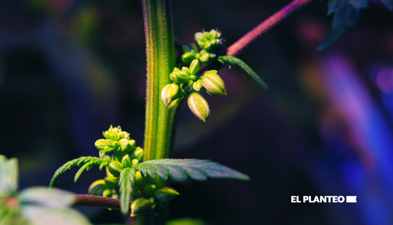 Marihuana hermafrodita: qué hacer si tu planta hembra se vuelve macho ...