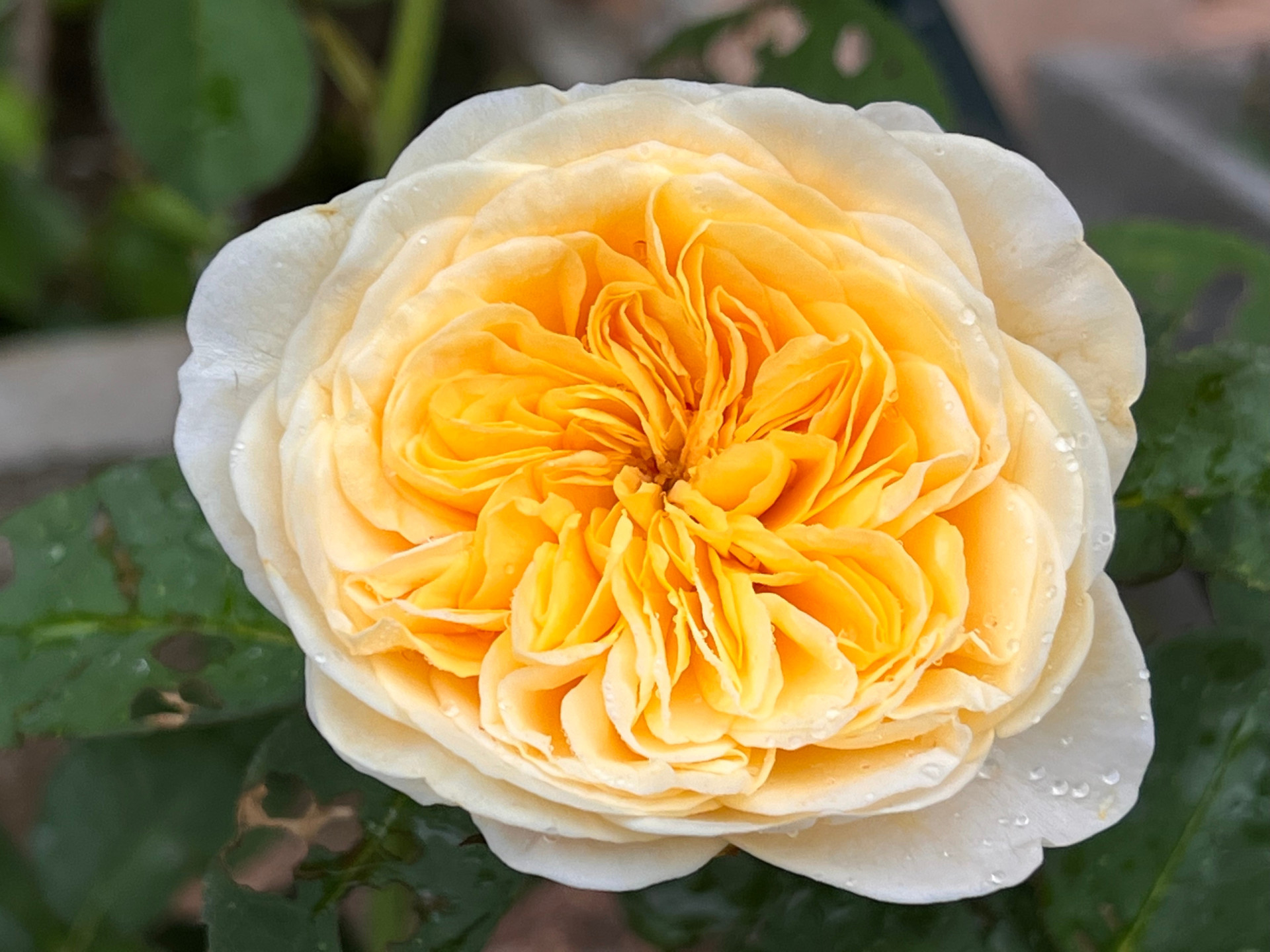 Die am seltensten blühenden Blumen der Welt