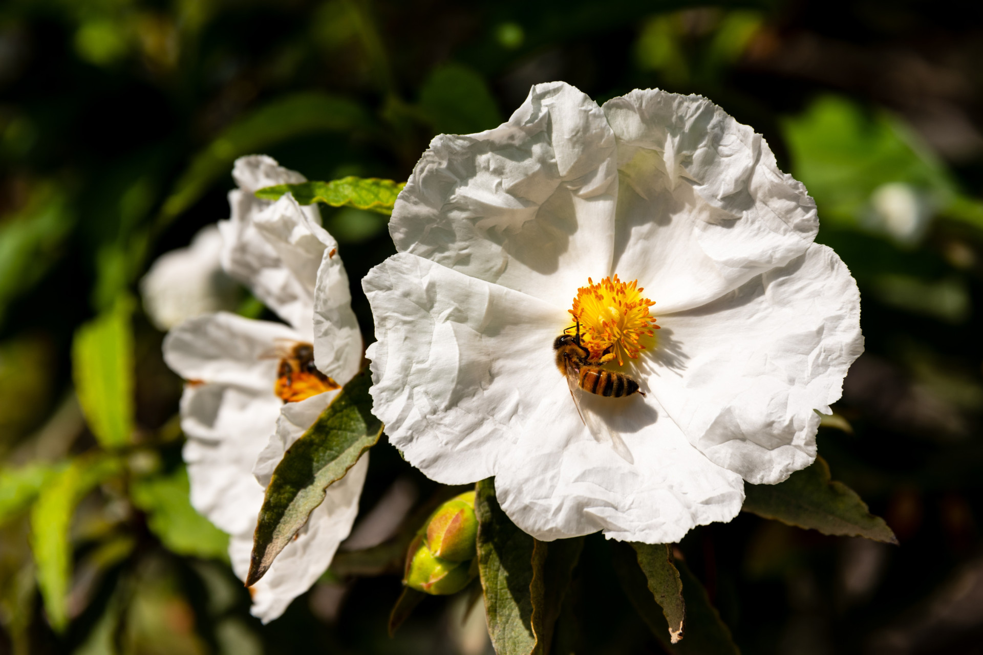 Die am seltensten blühenden Blumen der Welt