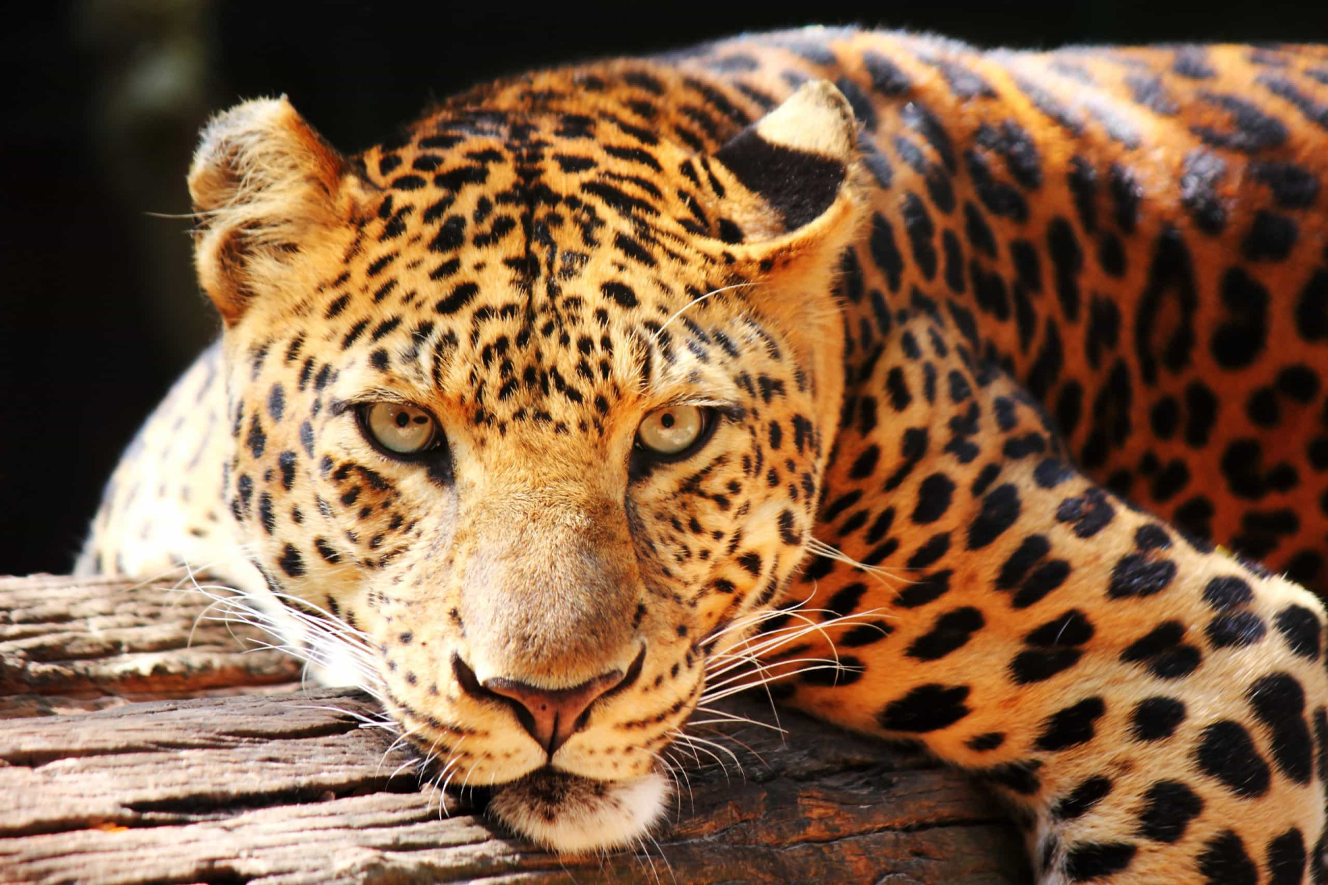 Comment peut-on sauver et protéger le monde animal