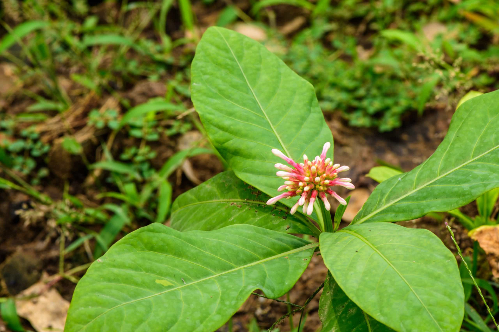 El legado verde: plantas medicinales que dominaron la Antigüedad