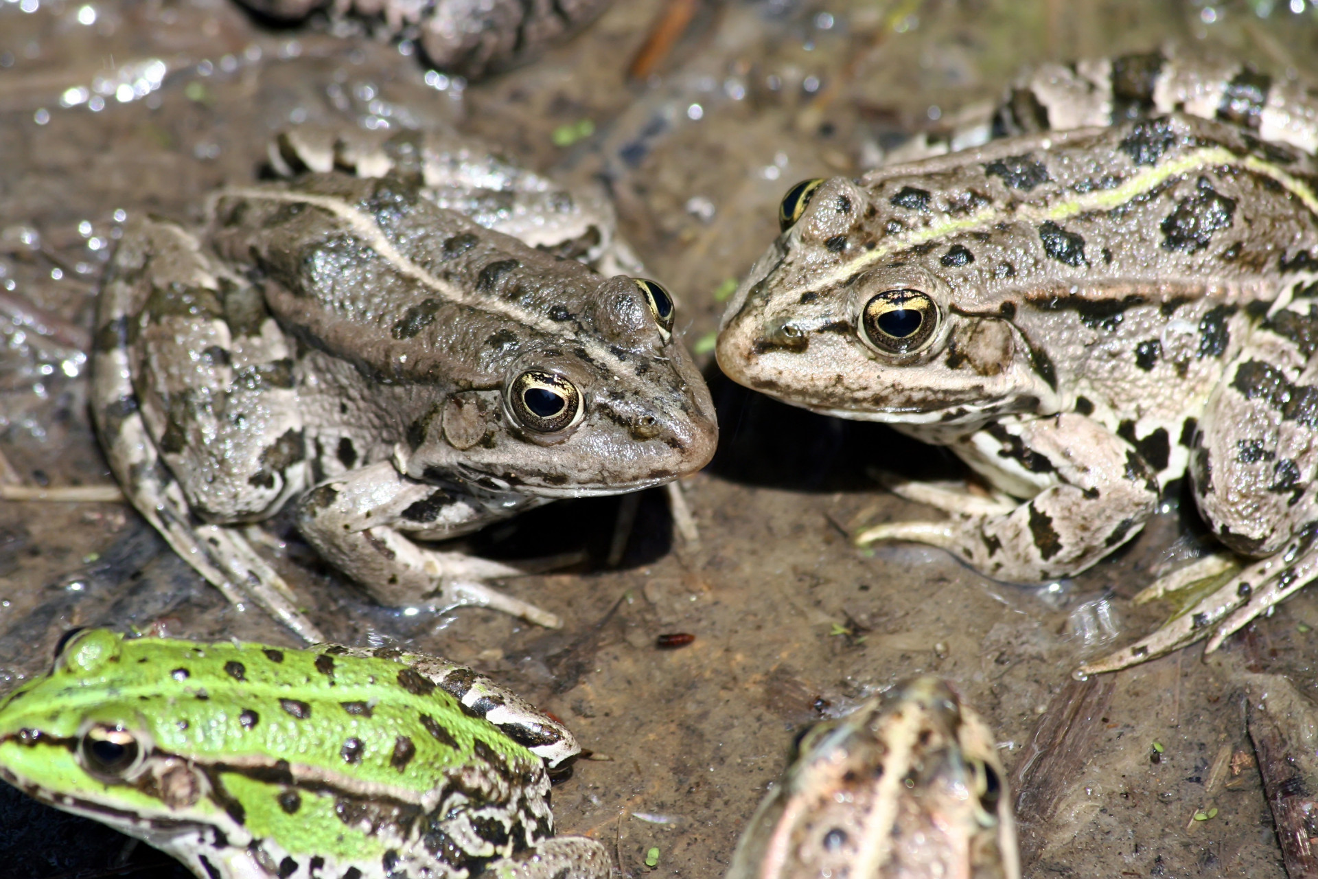 The truth behind the Plagues of Egypt