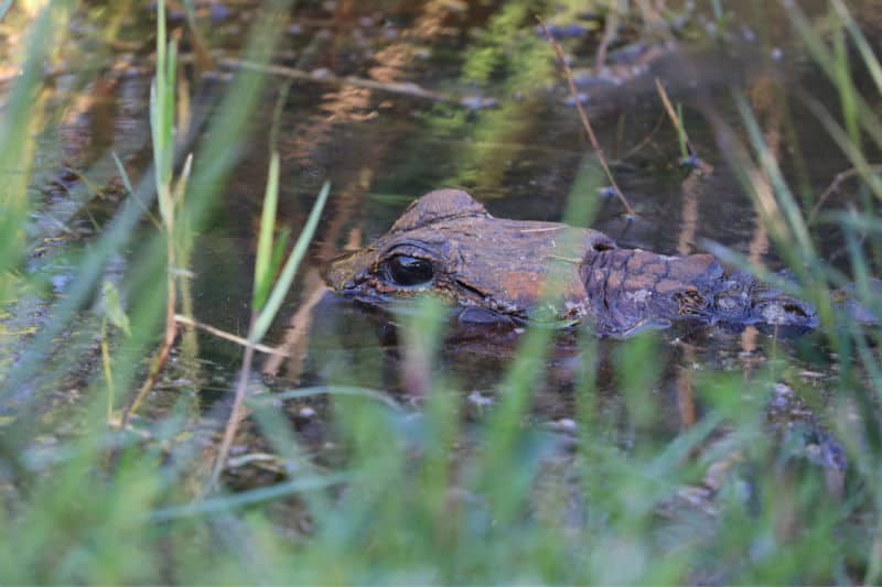 Things to do Everglades National Park - Florida