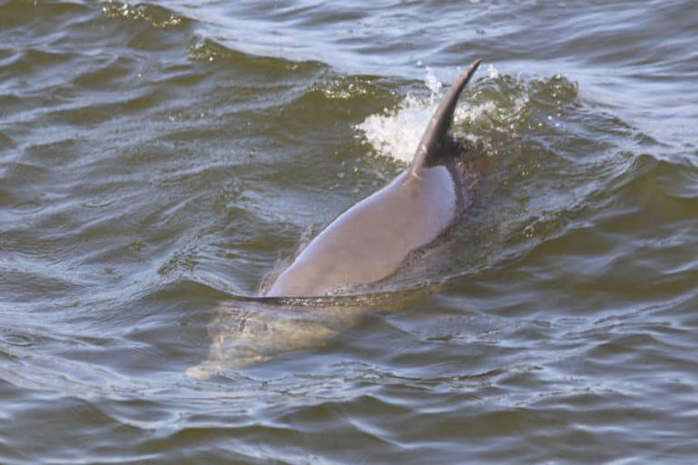 Things to do Everglades National Park - Florida