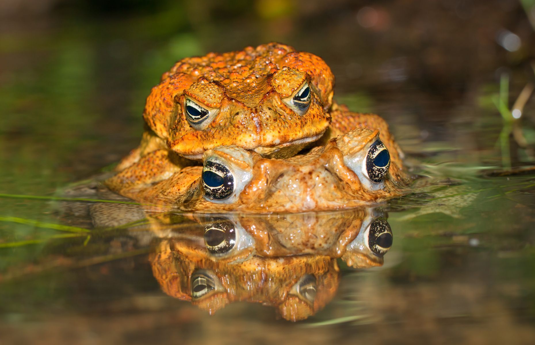 The most invasive species in North America