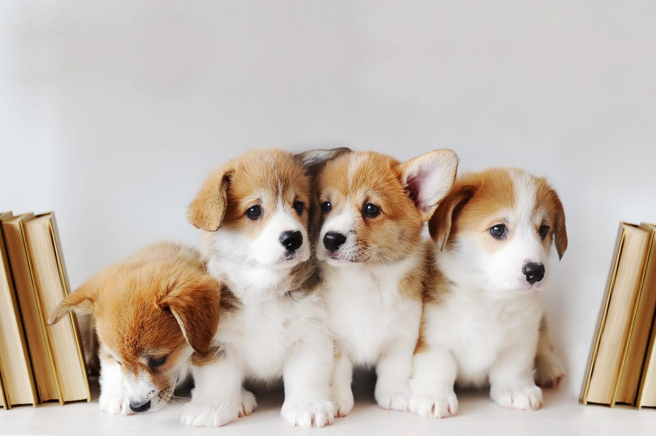 50 Adorable Puppy Pictures That Will Make You Melt