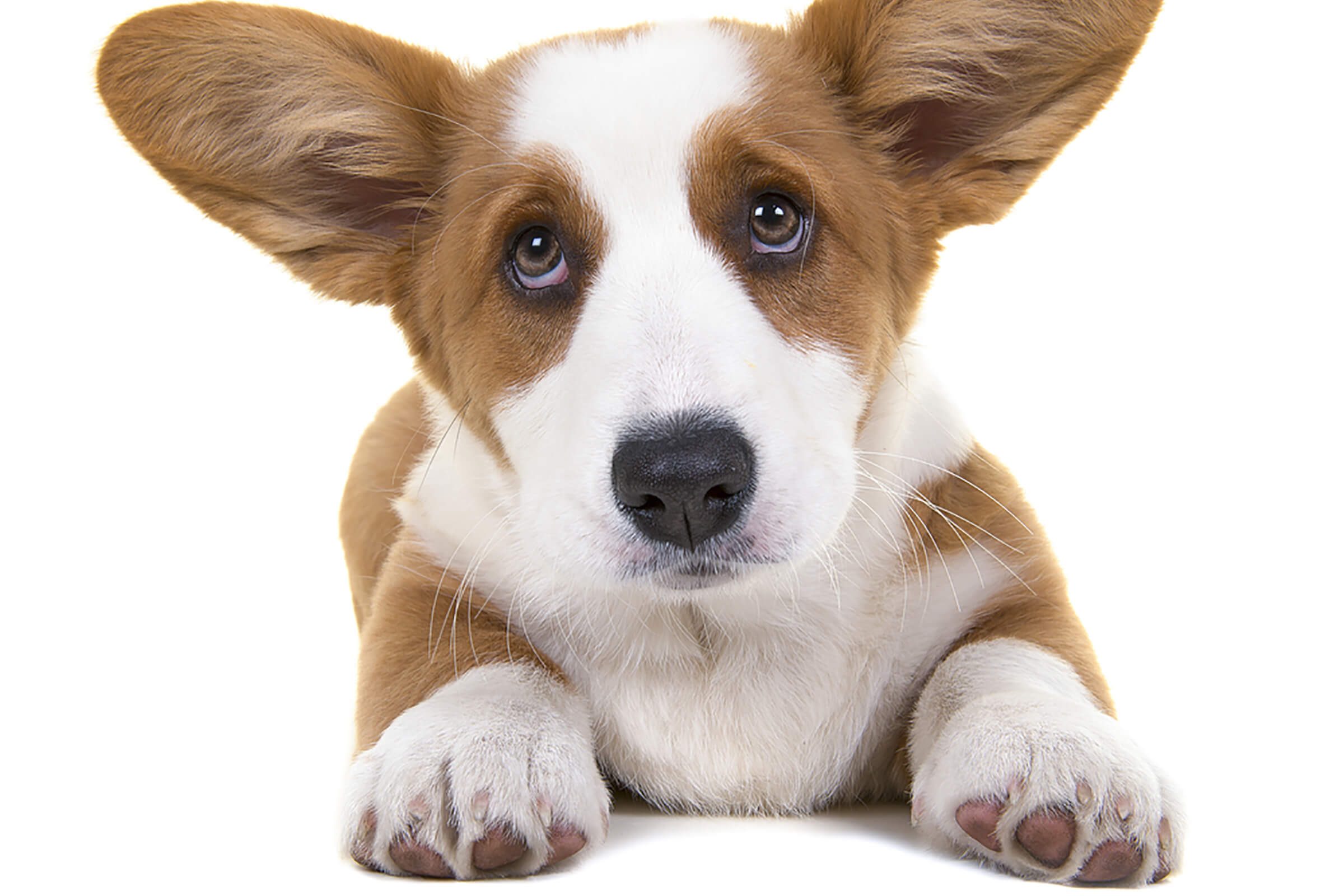 50 Adorable Puppy Pictures That Will Make You Melt