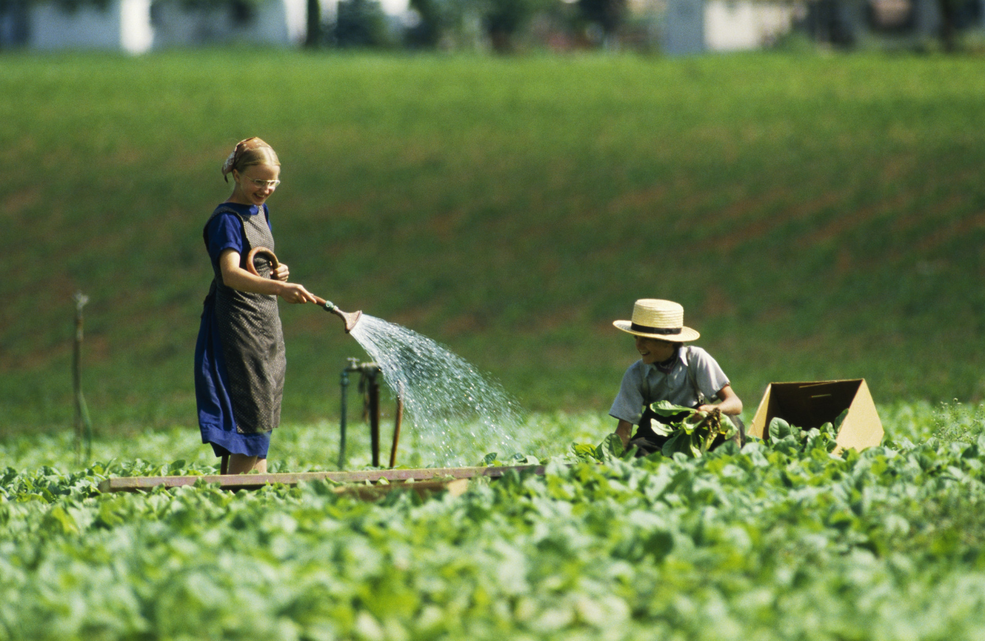 Diese Regeln würden Ihr Leben beherrschen, wenn Sie Amisch wären
