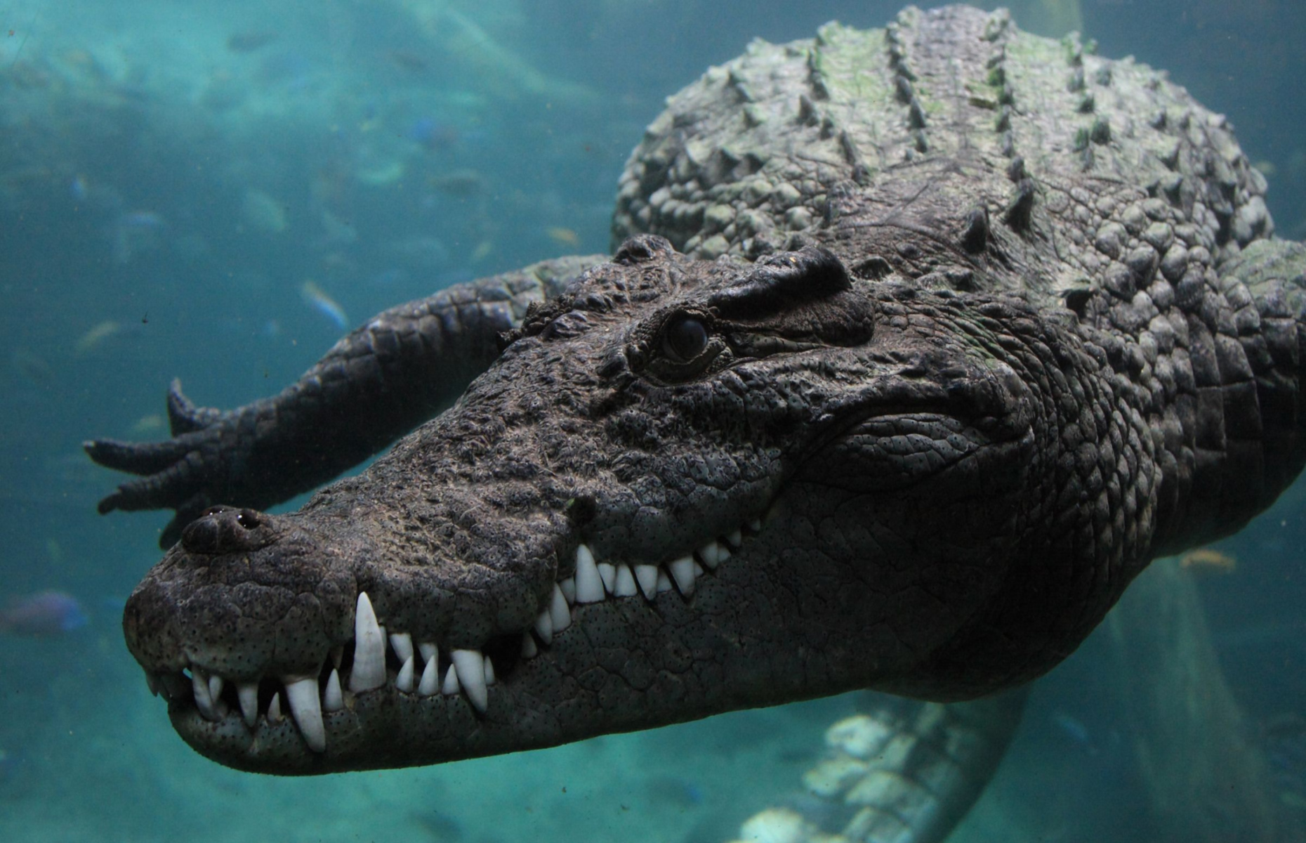 World Croc Day: Fun facts and wild truths about crocodiles