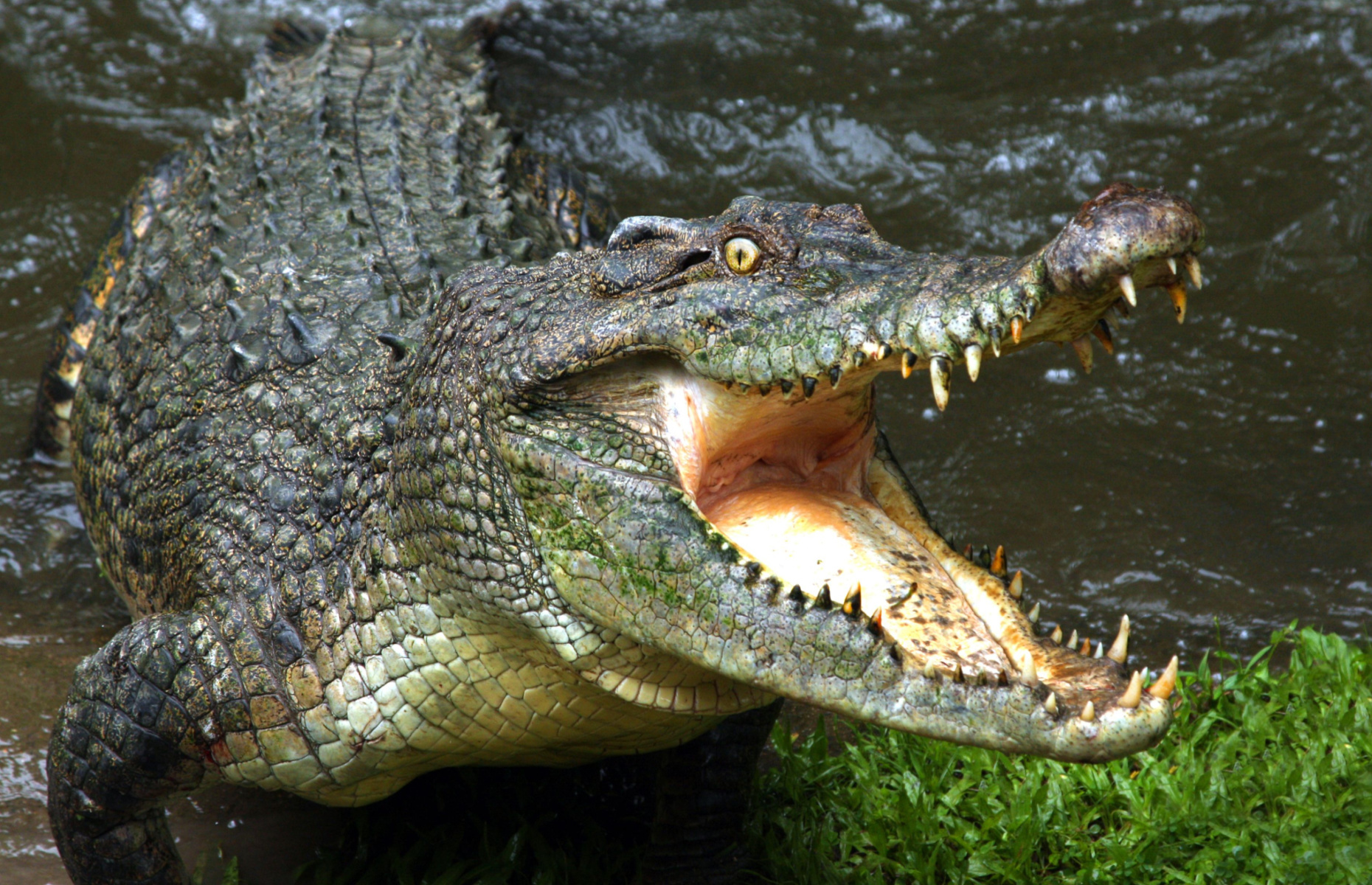 Fun facts and wild truths about crocodiles