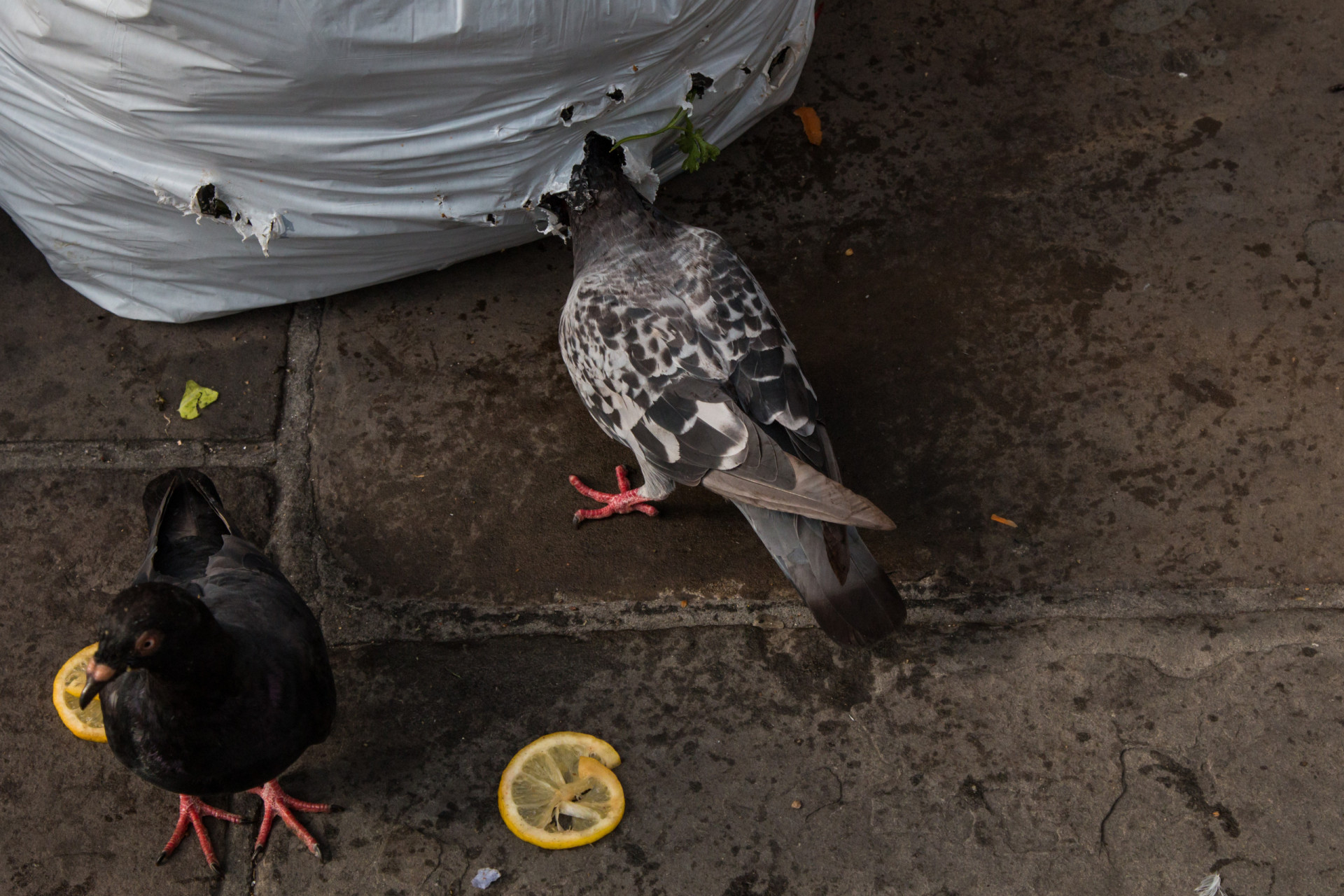 Pigeons: Unveiling the hidden talents of the world's most misunderstood ...