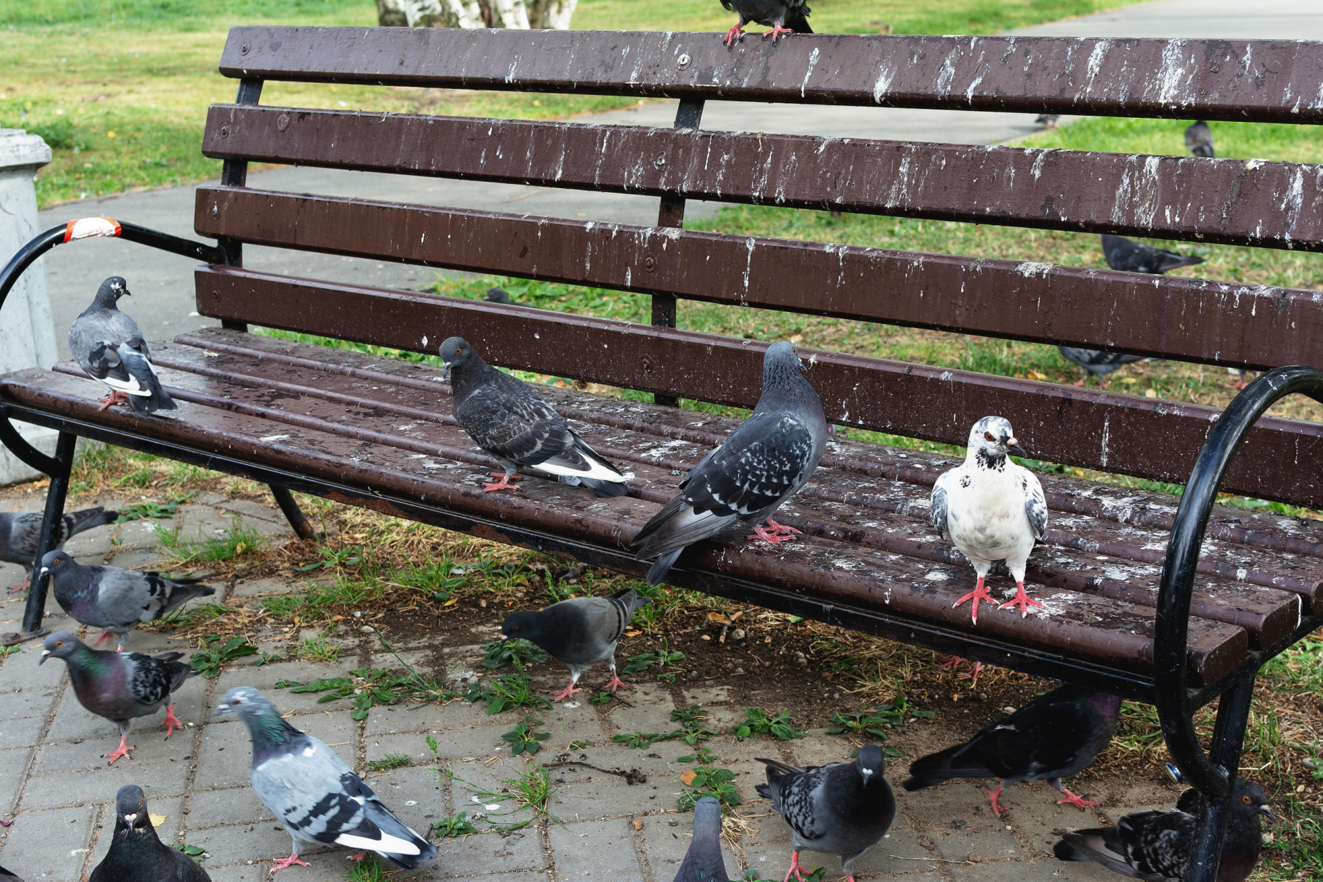 Why the pigeon is the world's most misunderstood bird
