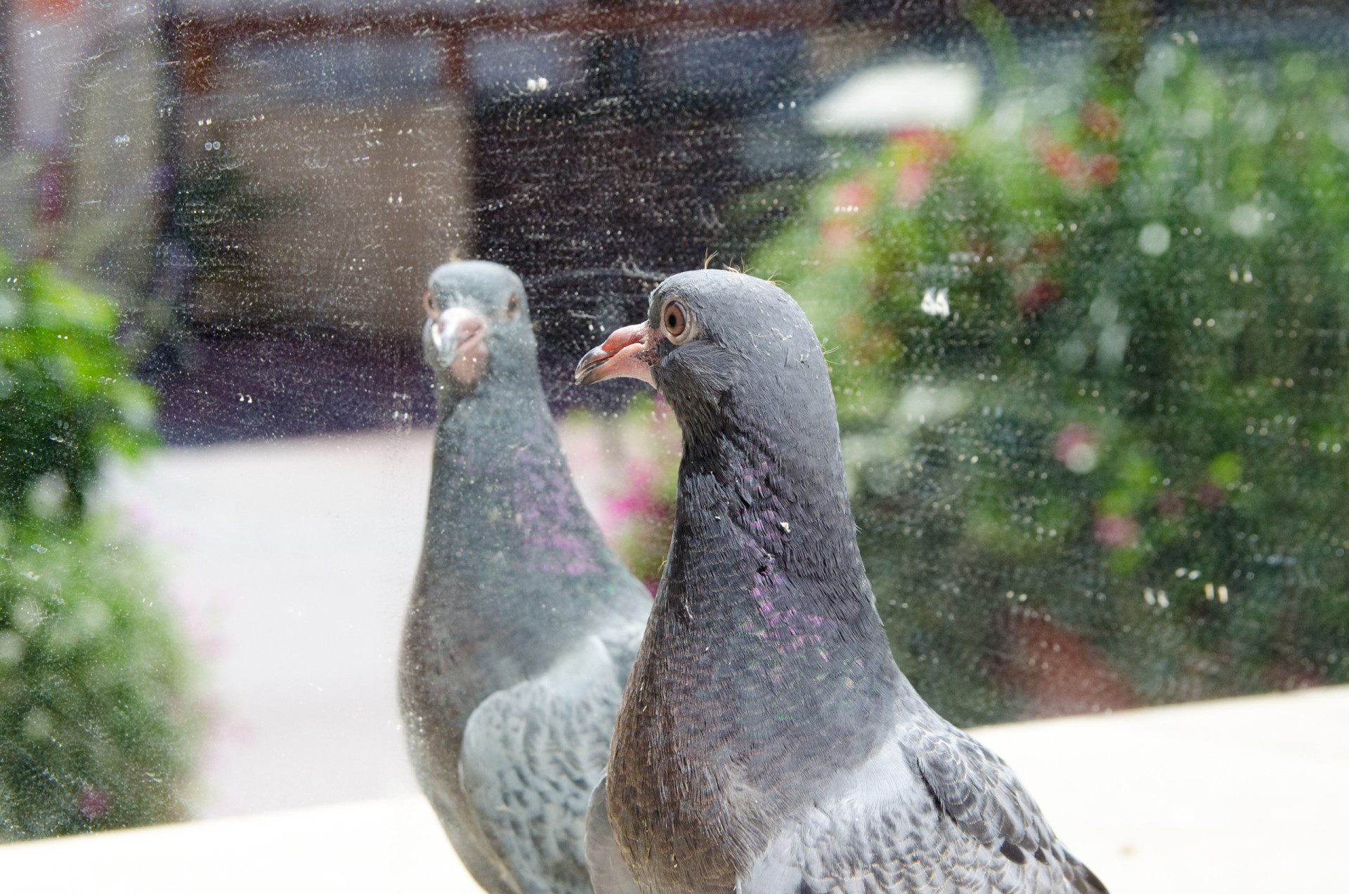 Why the pigeon is the world's most misunderstood bird
