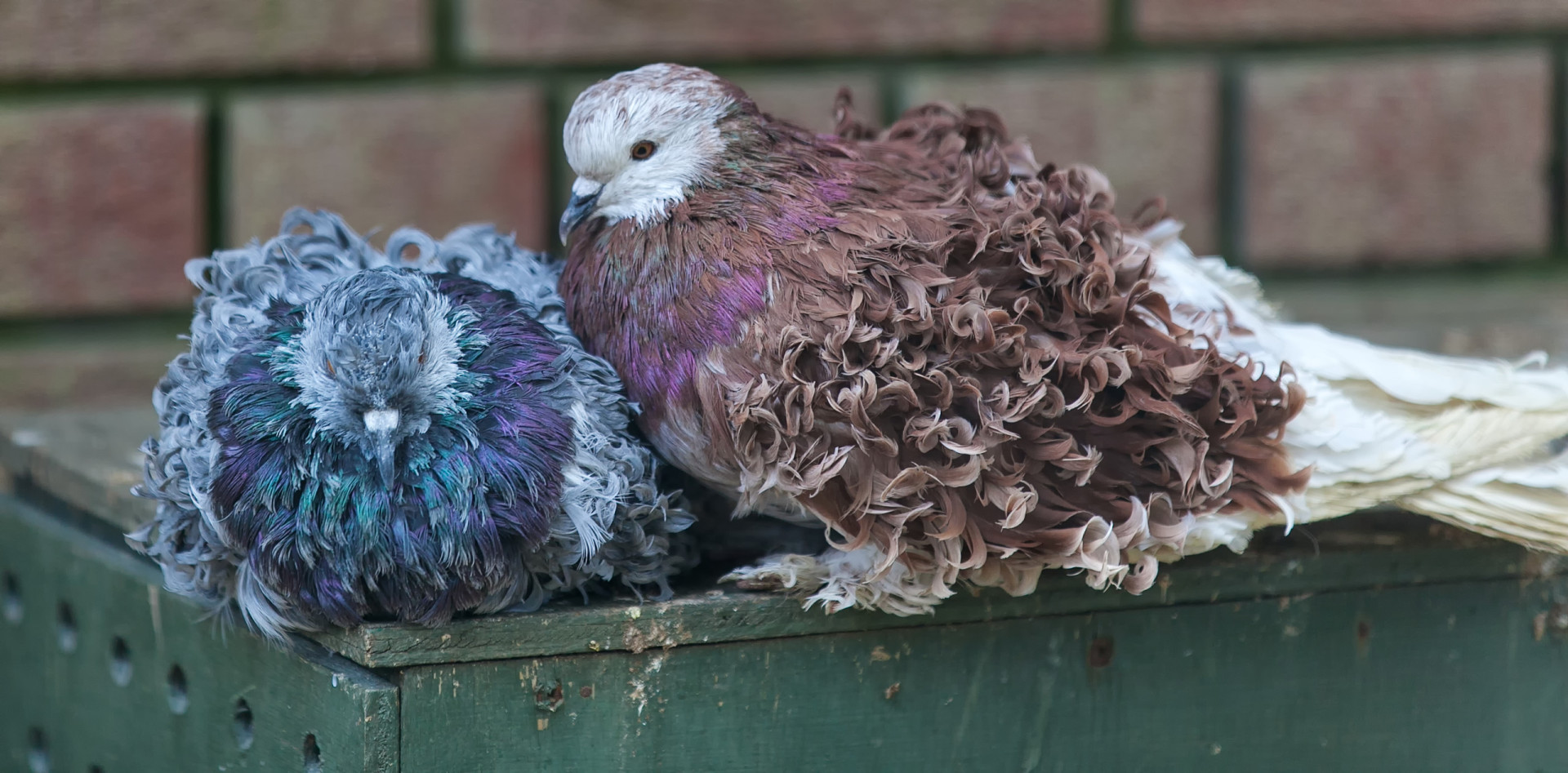 Pigeons: Unveiling the hidden talents of the world's most misunderstood ...