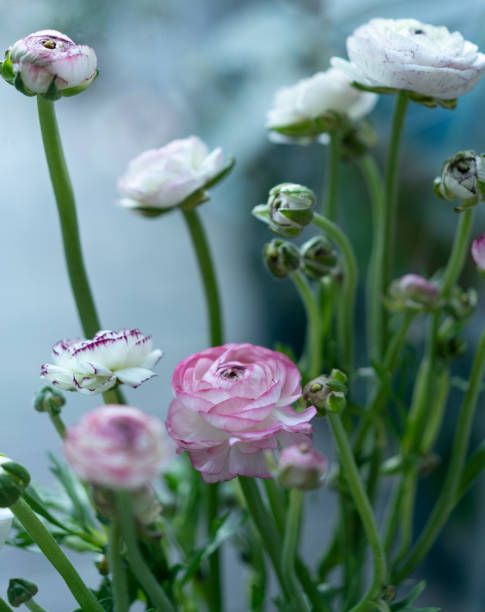 The 20 Most Beautiful Perennial Flowers to Plant in Your Garden