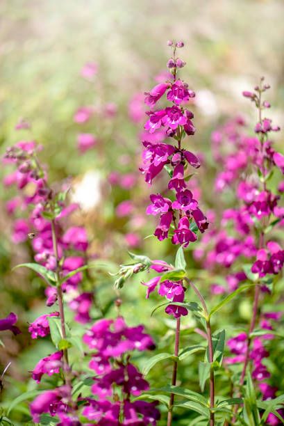 The 20 Most Beautiful Perennial Flowers to Plant in Your Garden
