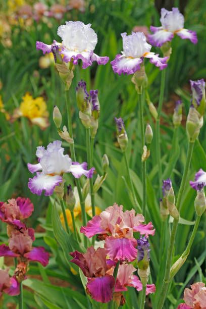 The 20 Most Beautiful Perennial Flowers to Plant in Your Garden