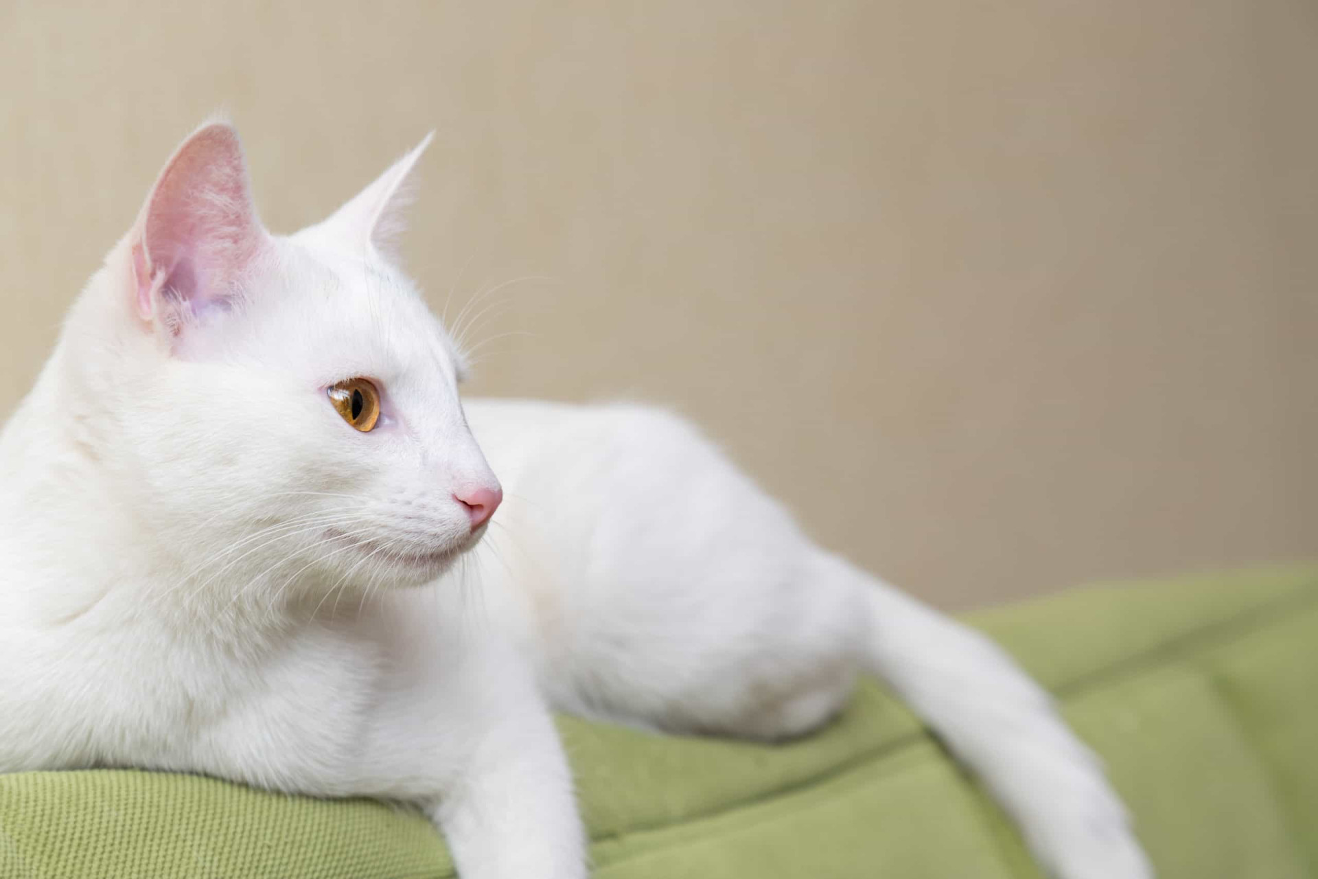 Ces signes indiquent que votre chat est malade