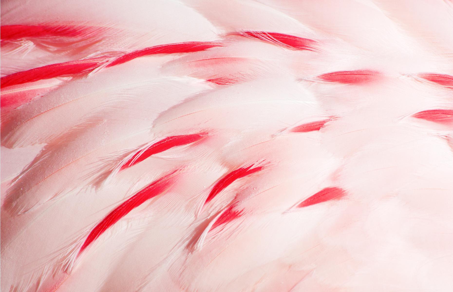 Animal closeup: What animal is this?