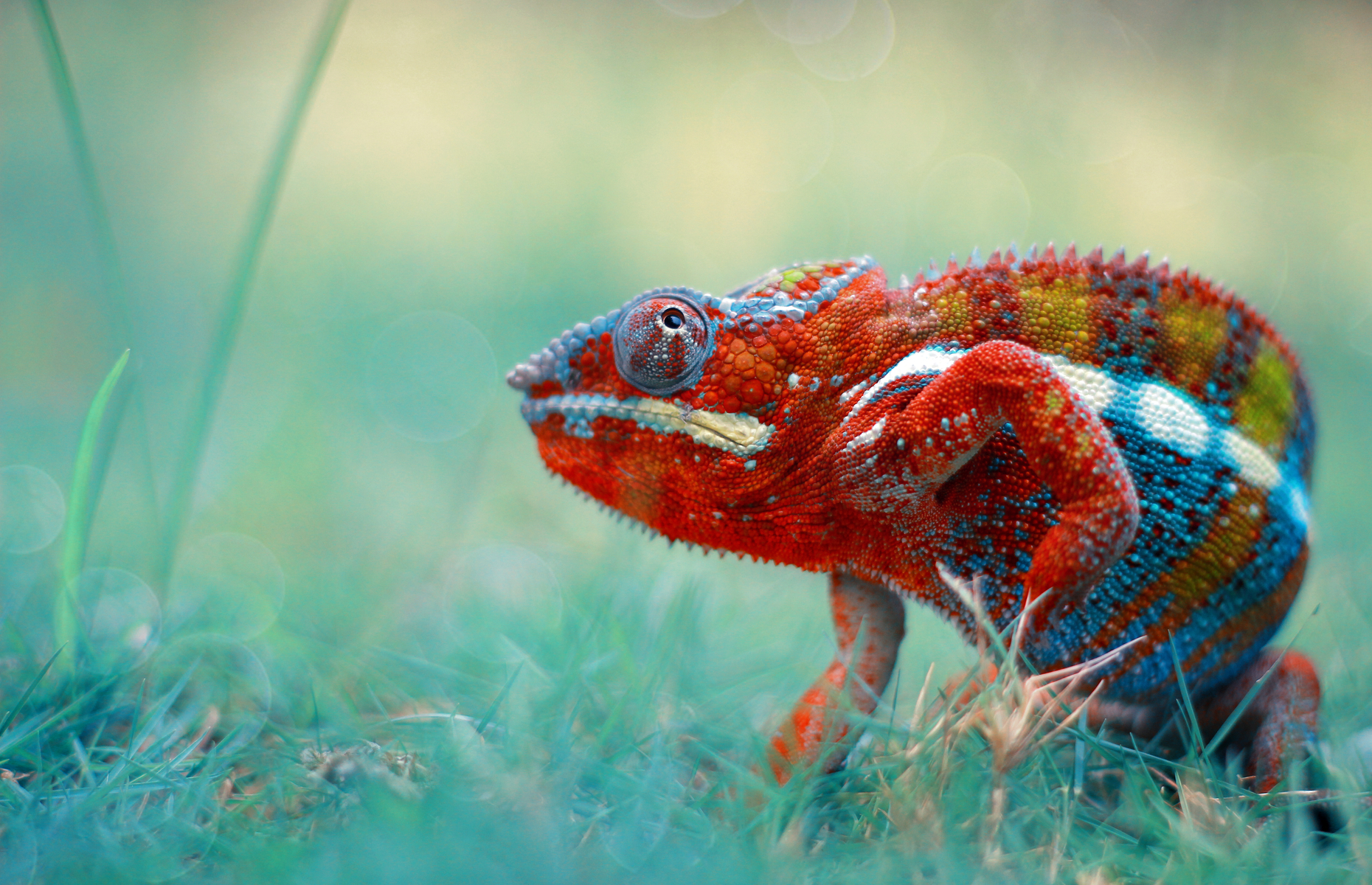 Animal closeup: What animal is this?
