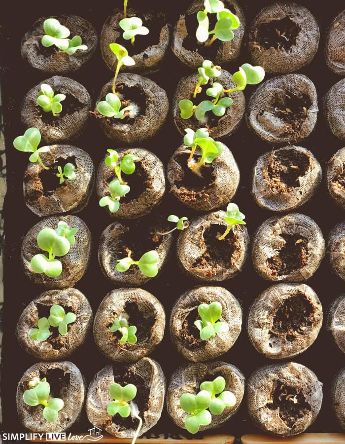 45 Must Know Easy Vegetable Gardening Tips for First-Time Gardeners