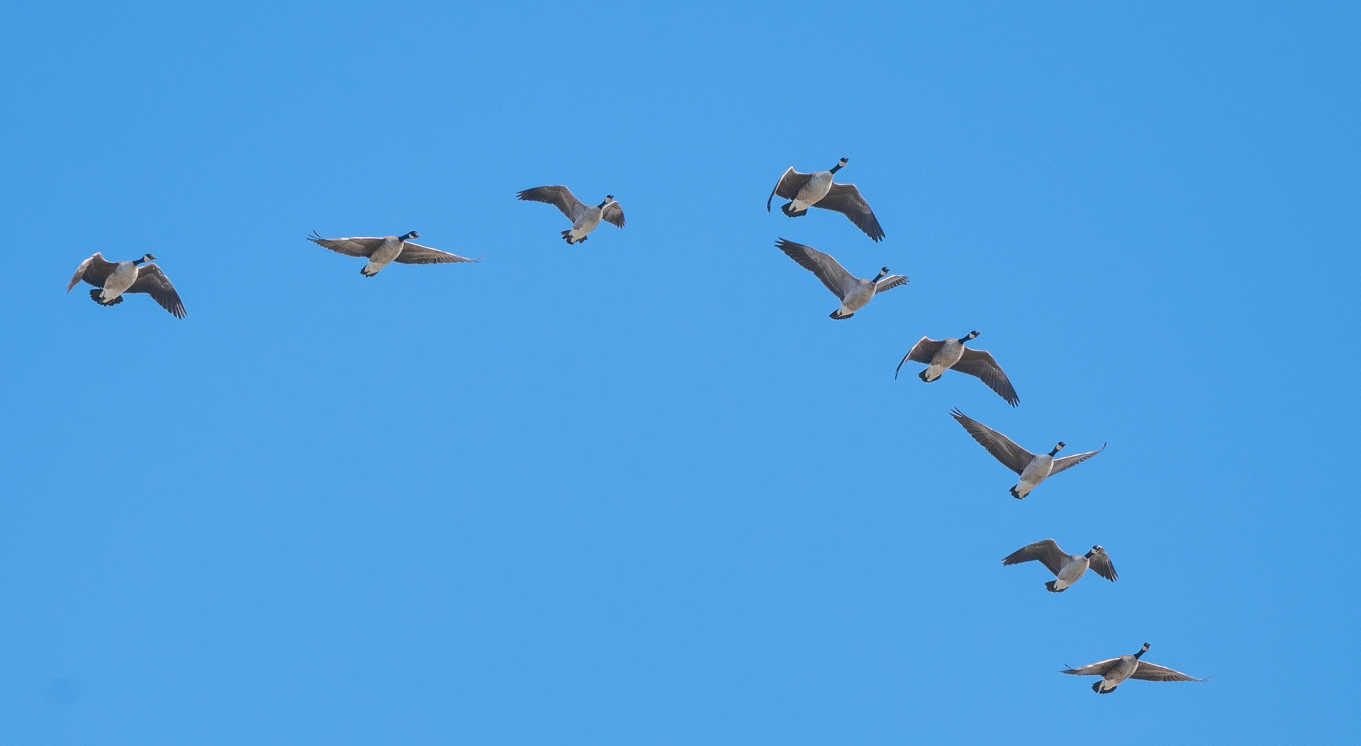 Surprisingly useful lessons we can learn from flocks of birds
