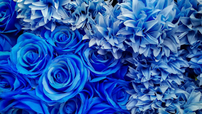 Significato delle rose secondo il colore