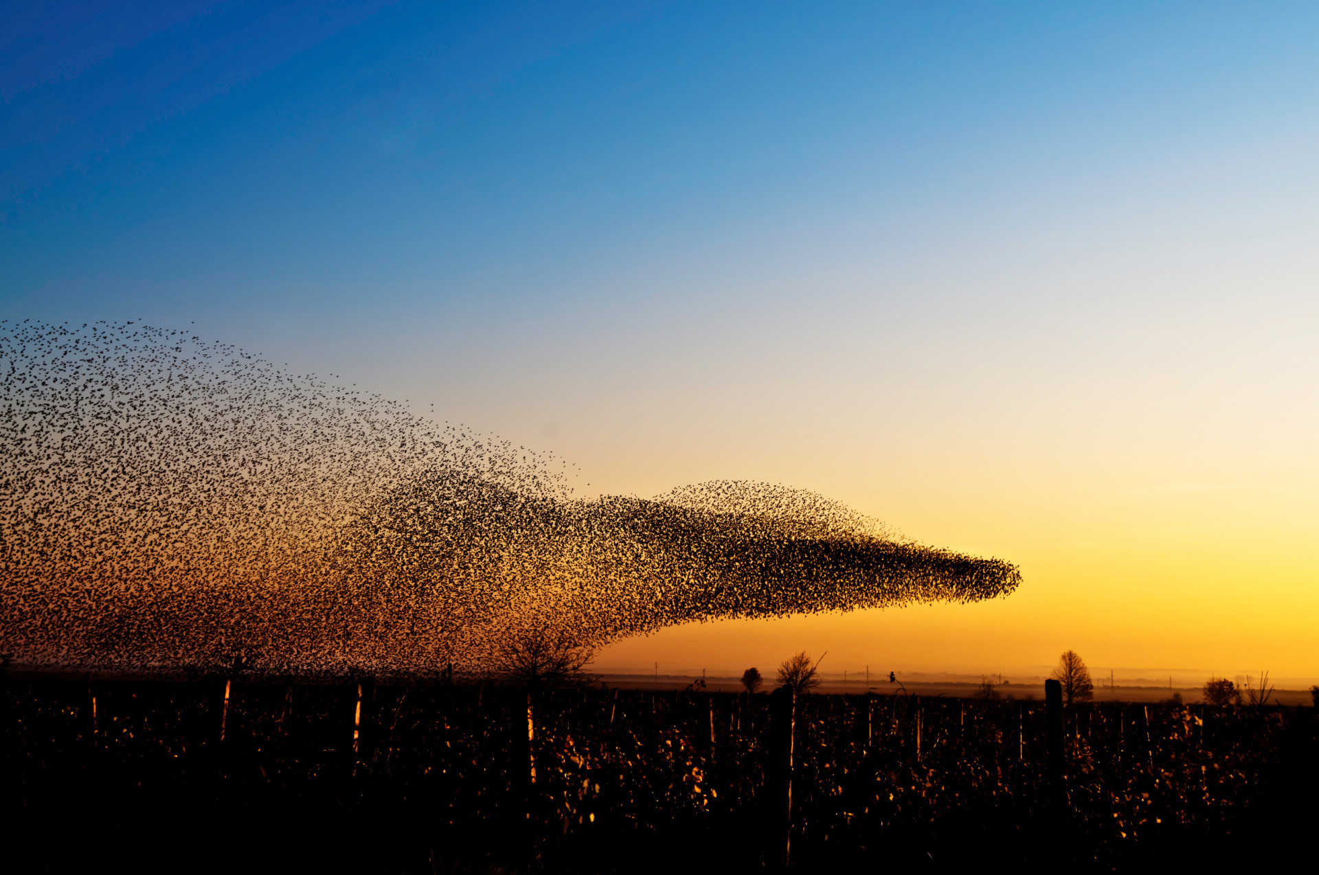 Surprisingly useful lessons we can learn from flocks of birds